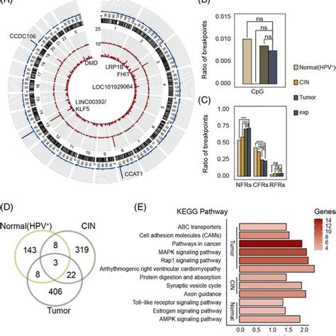 Distribution Of Breakpoints In The Human Genome A Hotspot Genes Of