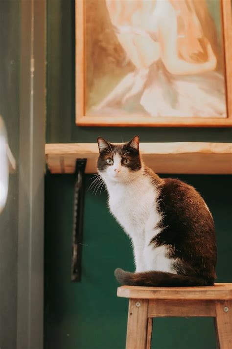 Understanding Feline Body Language Decoding What Your Cat Is Trying To Tell You