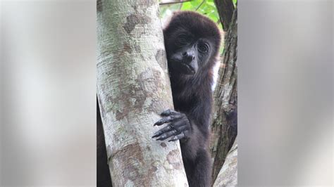 Why Human Neanderthal Sex Is Tricky To Prove Fox News