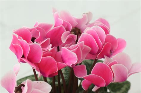 겨울꽃 시클라멘 키우기 분갈이 꽃말 네이버 블로그