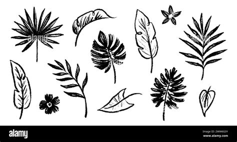 Palm Leaf Hand Drawn Crayon Brush Illustration Foliage Black Tropical