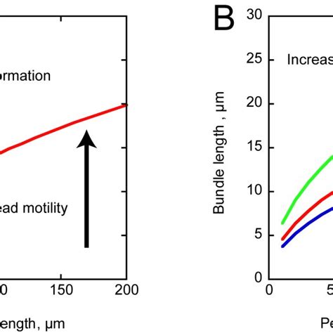 Phase Diagram For Bead Movement And Bundle Deformation Panel A Download Scientific Diagram