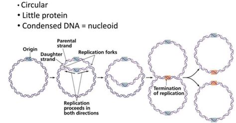 Lecture 15 Genomics Karteikarten Quizlet