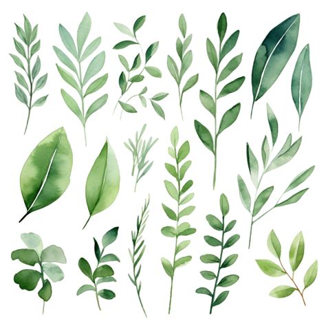 Watercolor Greenery Foliage Clipart Set 17 Png Watercolor Leaves