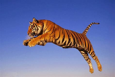 Tuyển Chọn 100 Hình ảnh Con Hổ Oai Hùng Dữ Tợn Cực đẹp Abcd Online