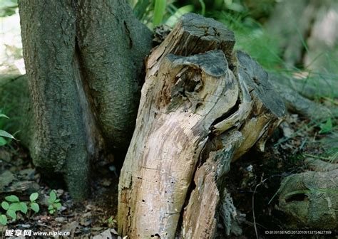 树干特写摄影图 树木树叶 生物世界 摄影图库 昵图网