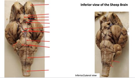 Inferior View Of Sheep Brain Diagram Quizlet