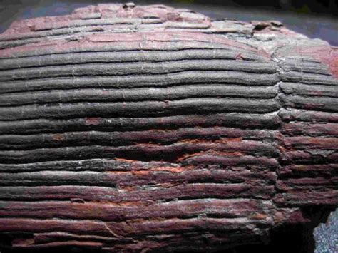 Calamites Sp Fossils In Leflore County Oklahoma