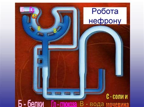 Сечовидільна система презентация онлайн