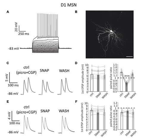 Figure 1 From Dual Nitrergiccholinergic Control Of Short Term
