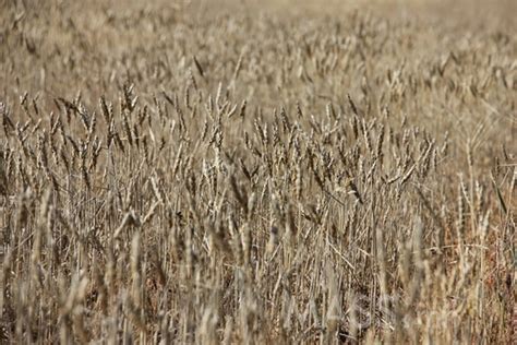 Ганга өвстэй дэрийг зүрх судасны өвчтэй хүн дэрлэхэд тохиромжтой