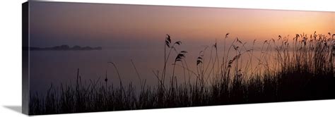 Tall Grass At The Lakeside At Sunset Denge Marsh Dungeness Kent England Great Big Canvas
