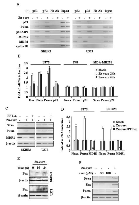 Zn Curc Restores Wild Type P53 Dna Binding And Transactivating Download Scientific Diagram