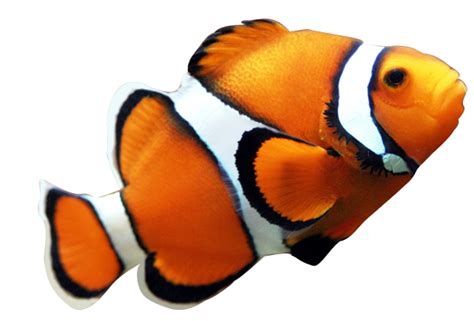 Underwater Fish Png