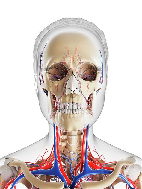 Female Vascular System Photograph By Scieproscience Photo Library