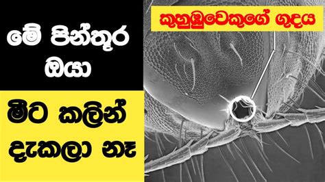 ඉලේක්ට්‍රෝන අන්වීක්ශයකින් පොඩි සත්තු ලොකු කරලා බලමුද Youtube