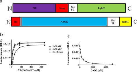 Nanobit Pair Consisting Of Pii Lgbit Nagk Smbit A Schematic Download Scientific Diagram