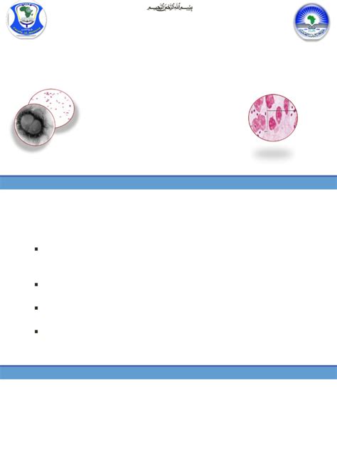 12 Gram Negative Cocci Bacteria Pdf Diseases And Disorders Immunology