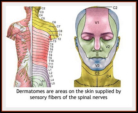 Truthlady3 Dermatomes Dermal Segmentation