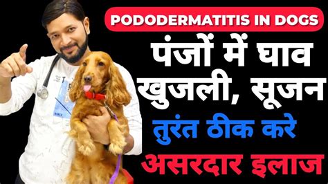 Pododermatitis In Dogs Home Treatment Pododermatitis Dog Paw Treatment Dog Ke Pair Me Ghav Ka