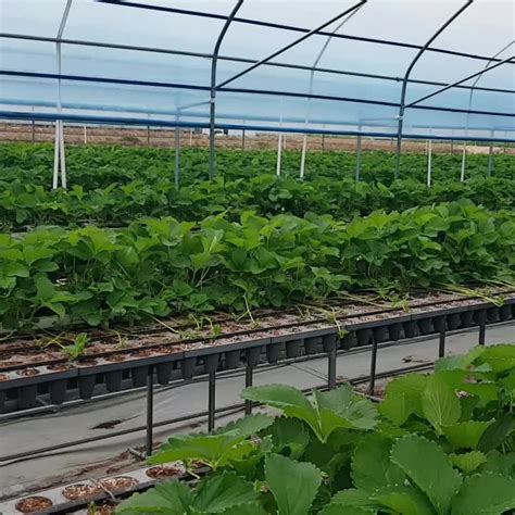 다나딸기농장 제1육묘장 오늘의 모습 네이버 블로그