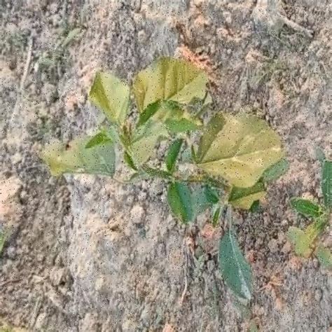 Weed Detection Instance Segmentation Model V3 2023 09 29 420pm By Koley