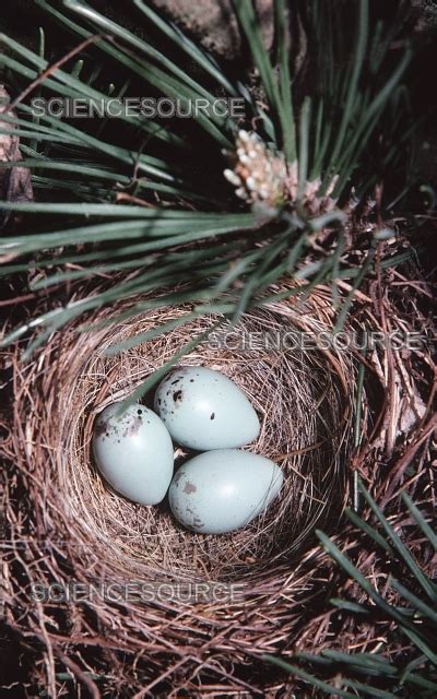 Photograph Chipping Sparrow Nest Science Source Images