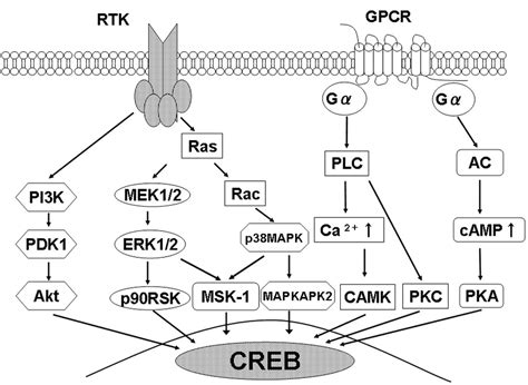 Creb Signaling Pathway