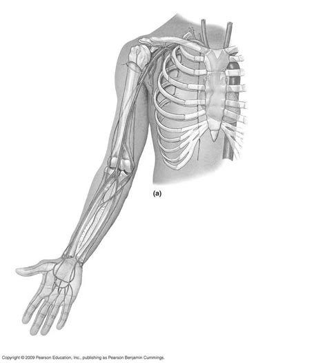 Arm Arteries Diagram Quizlet