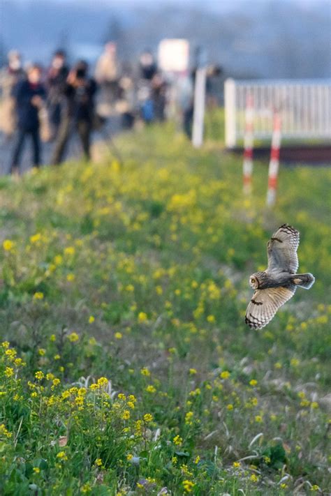 菜の花 コミミズク カメラマン GANREF