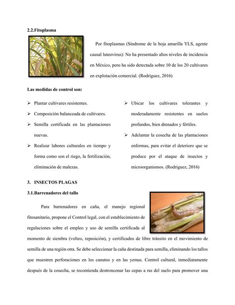 Control Fitosanitario Del Cultivo De Caña De Azúcar Pdf