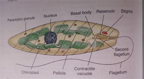 Euglena In Microbiology Movement Characteristics And Structure
