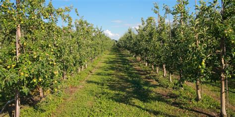 Croptracker Apple Thinning Crop Load Benefits And Target Setting
