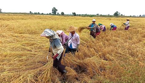ကျွန်းလှမြို့နယ်၌ မိုးစပါး ၂၉၀၀၀ ဧကကျော် ရိတ်သိမ်းပြီးစီး Information And Public Relations