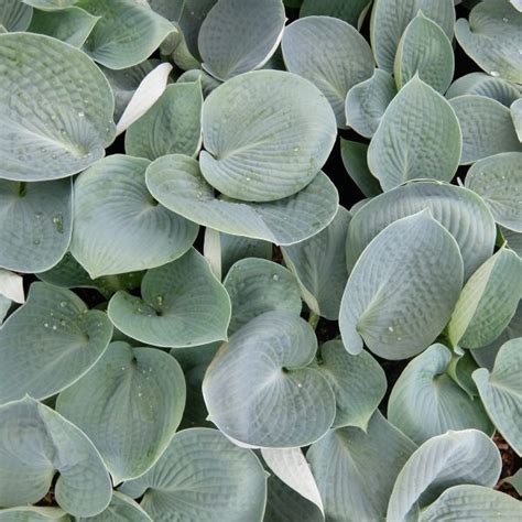 Hosta Love Pat - Stafford Lake