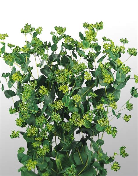 Bupleurum Rotundifolium Qis® Griffitti Easyseeds