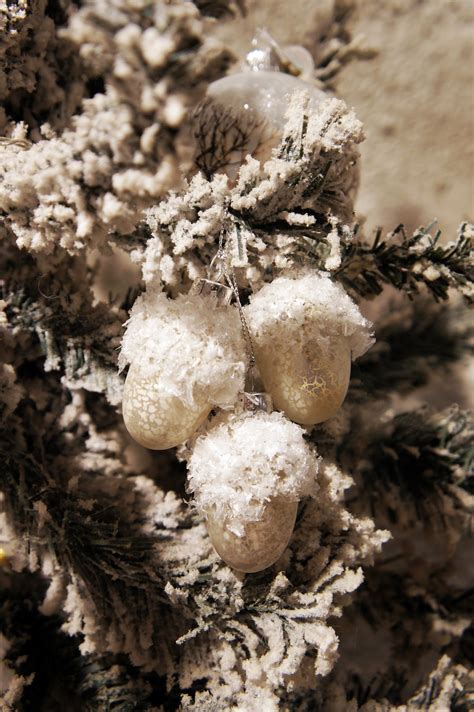 云杉 圣诞树 圣诞节 Pixabay上的免费照片 Pixabay