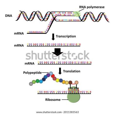 Protein Rna Translation Over 366 Royalty Free Licensable Stock