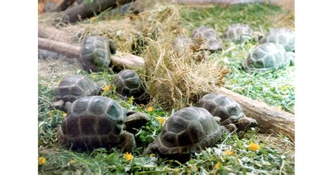20 малки костенурки са откраднати от спасителния център в Баня