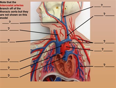 Arteries Diagram Quizlet