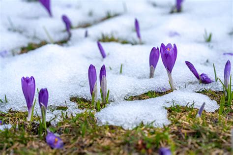 태양 아래 초원에 꽃을 피우는 클로즈업 피는 보라색 크로커스 꽃은 봄철에 눈 물마루를 밟습니다 아름다운 봄 배경 0명에 대한 스톡 사진 및 기타 이미지 Istock