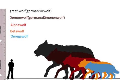 Alpha Wolf Size Comparison