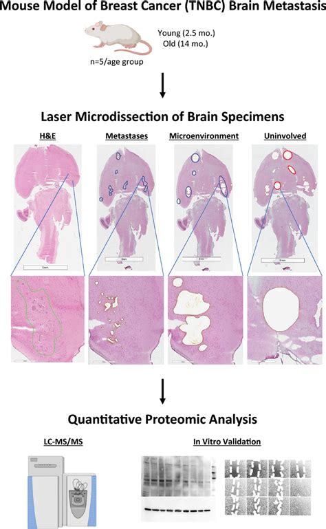 Study Workflow Diagram Schematic For Comparative Proteomics Workflow Download Scientific Study Workflow Diagram Schematic For Comparative Proteomics Workflow Download Scientific