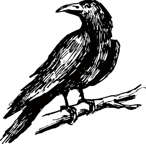 Ink Drawn Raven A Raven Sitting On A Branch Sketch 11229695 Vector Art At Vecteezy