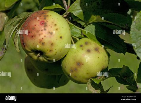 Apples Heavily Infested With Apple Scab Venturia Inaequalis Stock