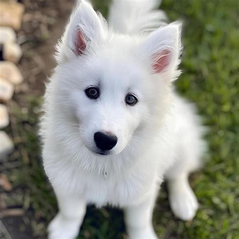 Huski Dog Cute Premium Ai Generated Image