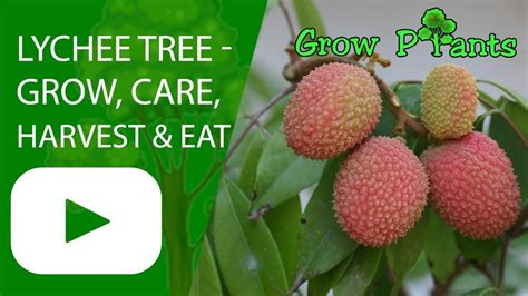 Lychee Tree Grow Care Harvest Eat A Lot Of Fruits Grow Care Harvest Harvest And