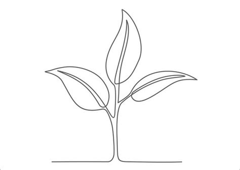 Tree Sapling Drawing Tree Sapling Drawing