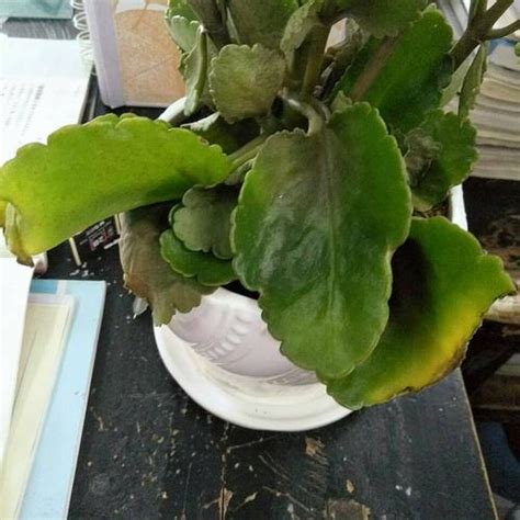 请问花快死了怎么补救呀花冻了还能有补救办法解析 综合百科 绿润百科