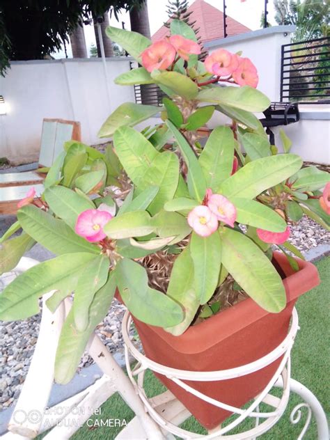 ITel P36 Full Review The Flagship For Light Smartphone Users Dignited